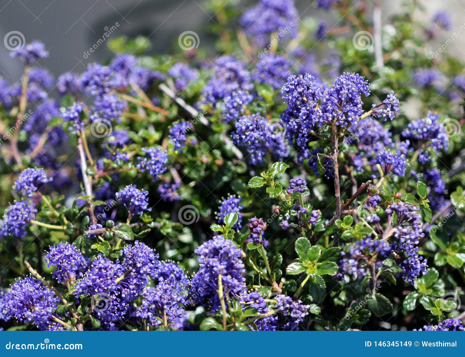 Ceanothus `Centennial`, Centennial Ceanothus Stock Image - Image of ...