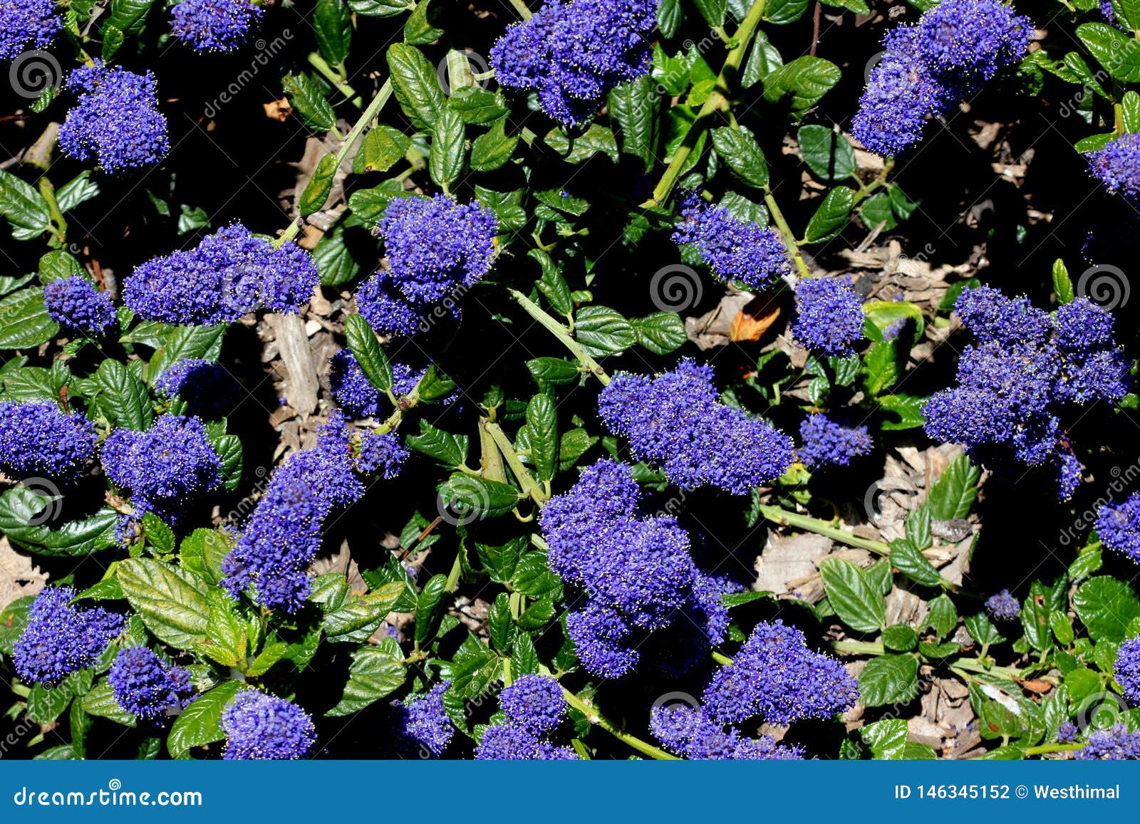 Ceanothus `Centennial`, Centennial Ceanothus Stock Photo - Image of ...