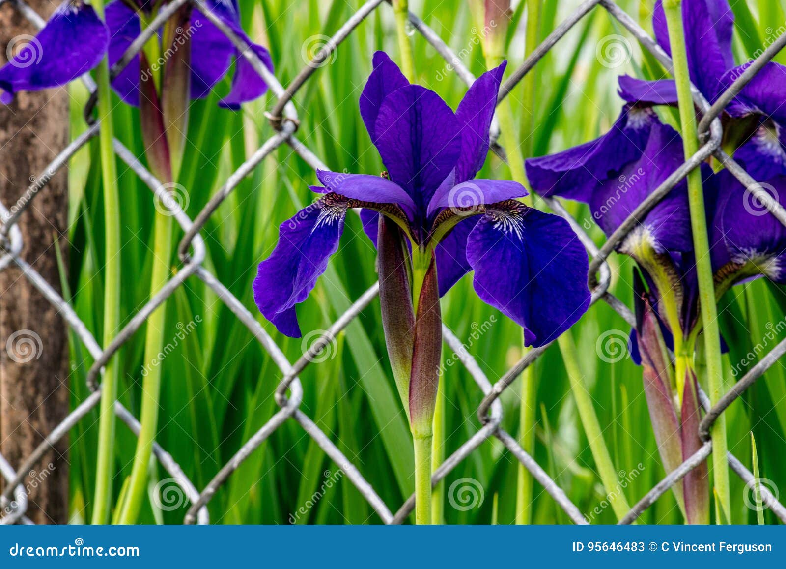 Ceaser`s Brother stock image. Image of wildflower, caesars - 95646483