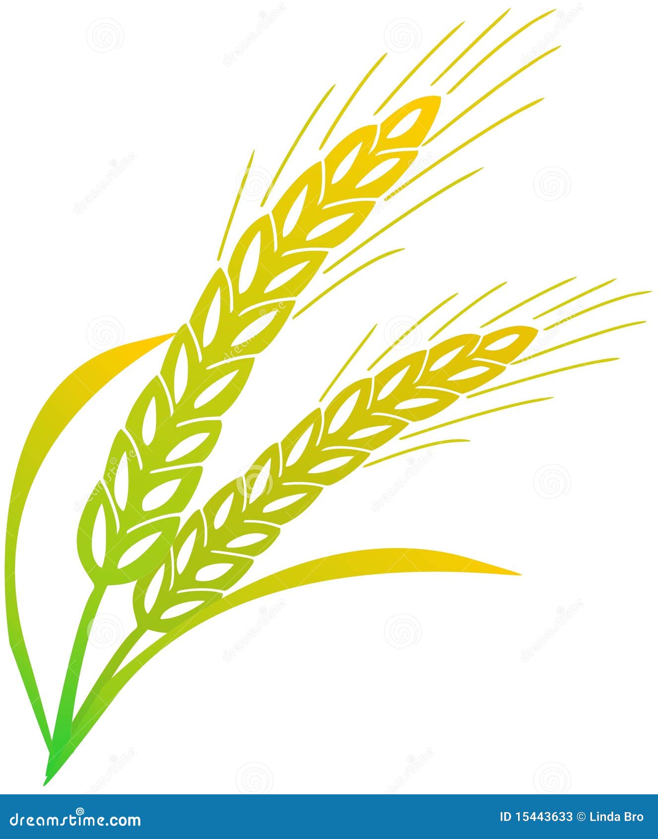 Cebada ilustración del vector. Ilustración de cosecha - 15443633