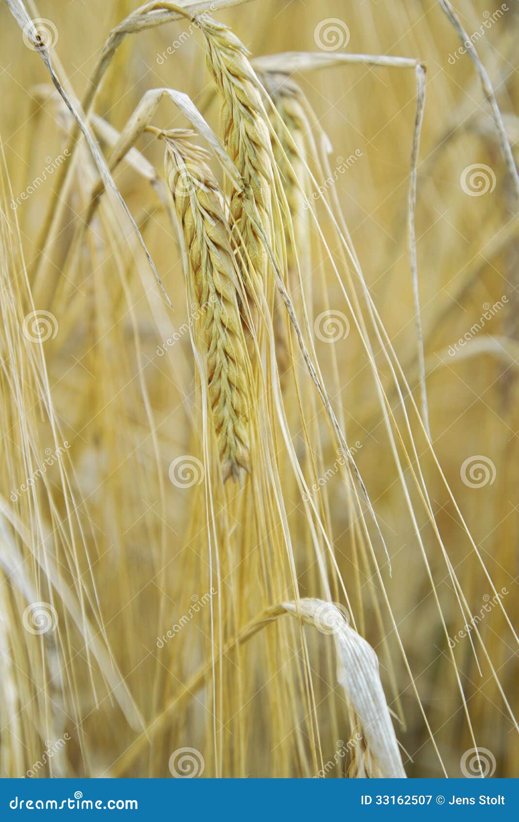 Cebada imagen de archivo. Imagen de farmland, paja, azul - 33162507