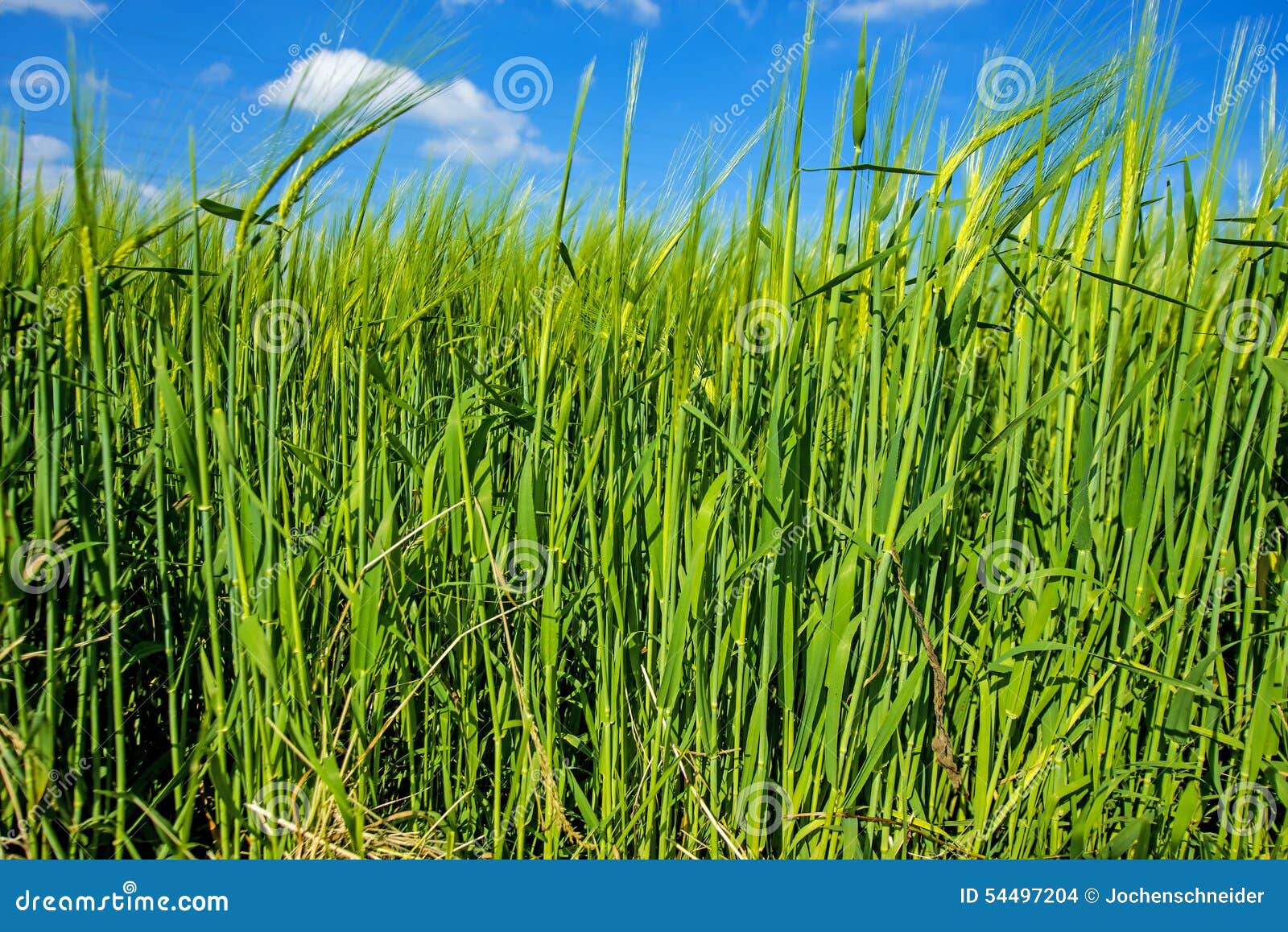 Cebada, Campo Con El Cielo Del Bleu Foto de archivo - Imagen de germen ...