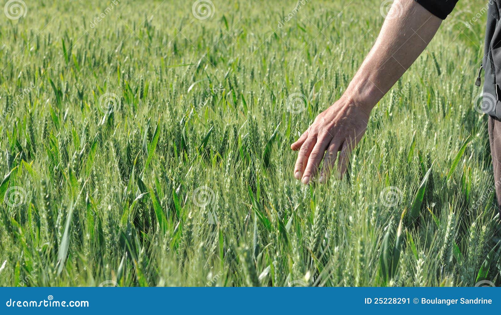 Cebada Conmovedora De La Mano Imagen de archivo - Imagen de hombre ...