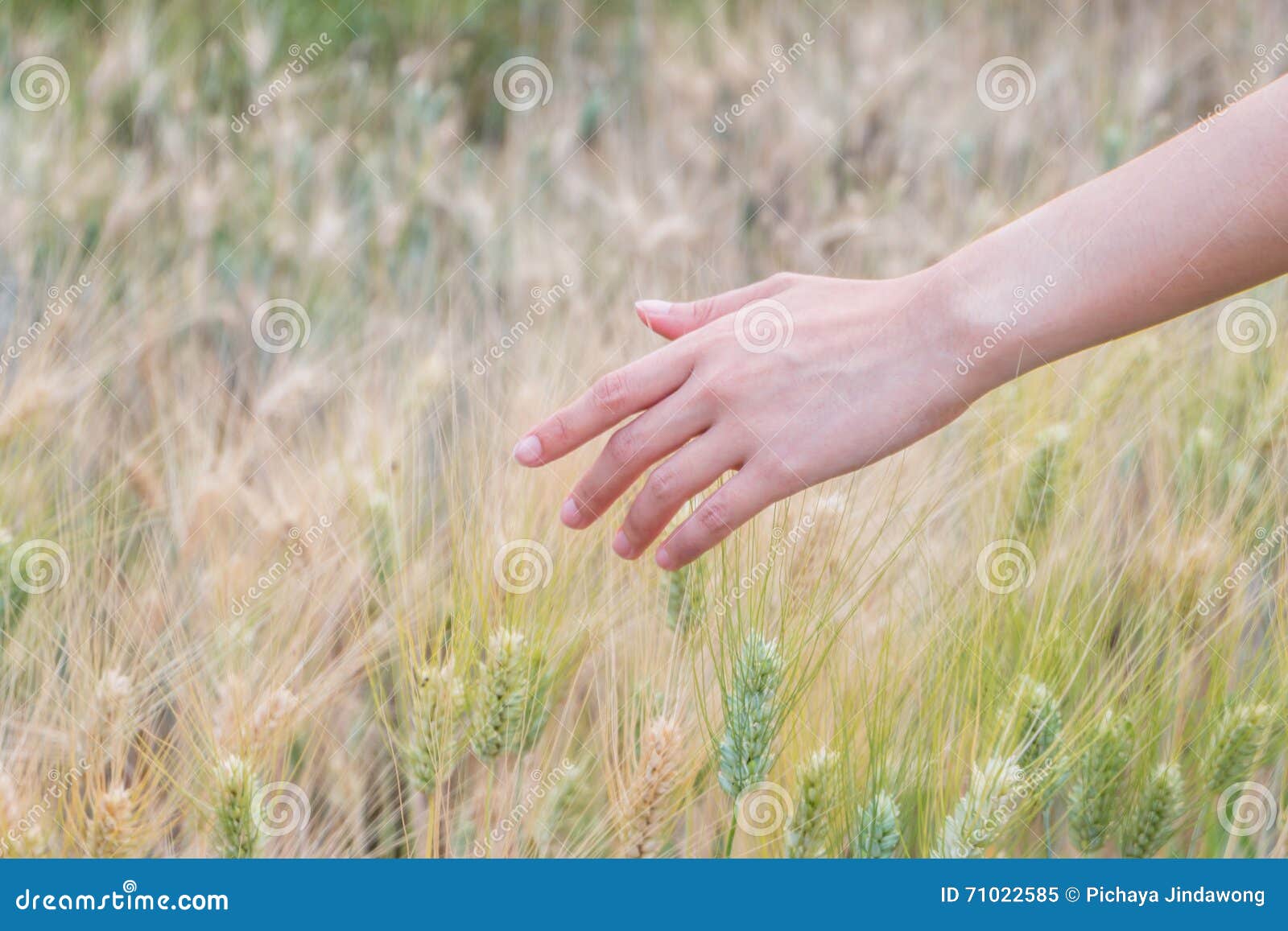 Cebada Del Tacto De La Mano De La Mujer Imagen de archivo - Imagen de ...