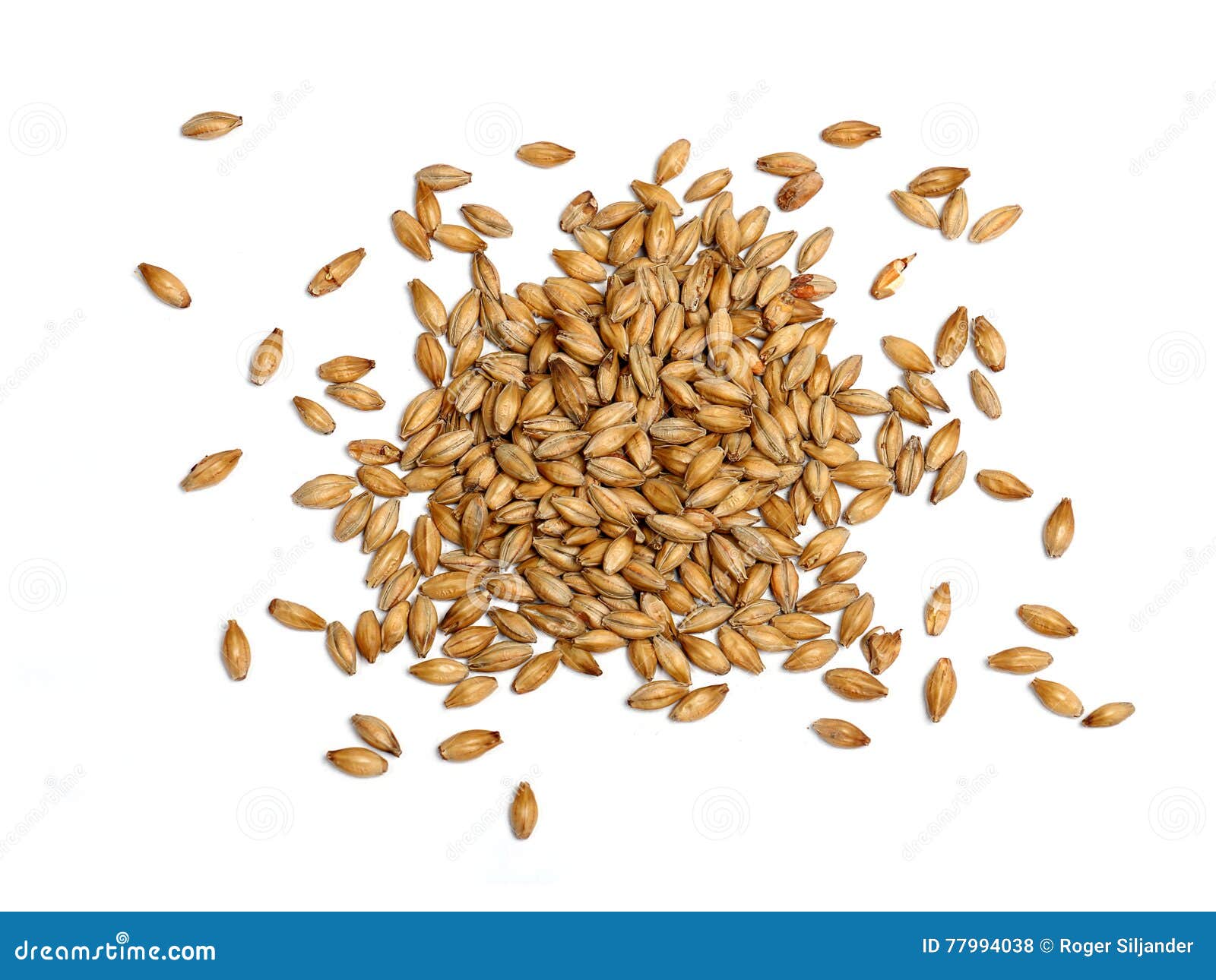 Cebada Malteada En El Fondo Blanco Foto de archivo - Imagen de primer ...