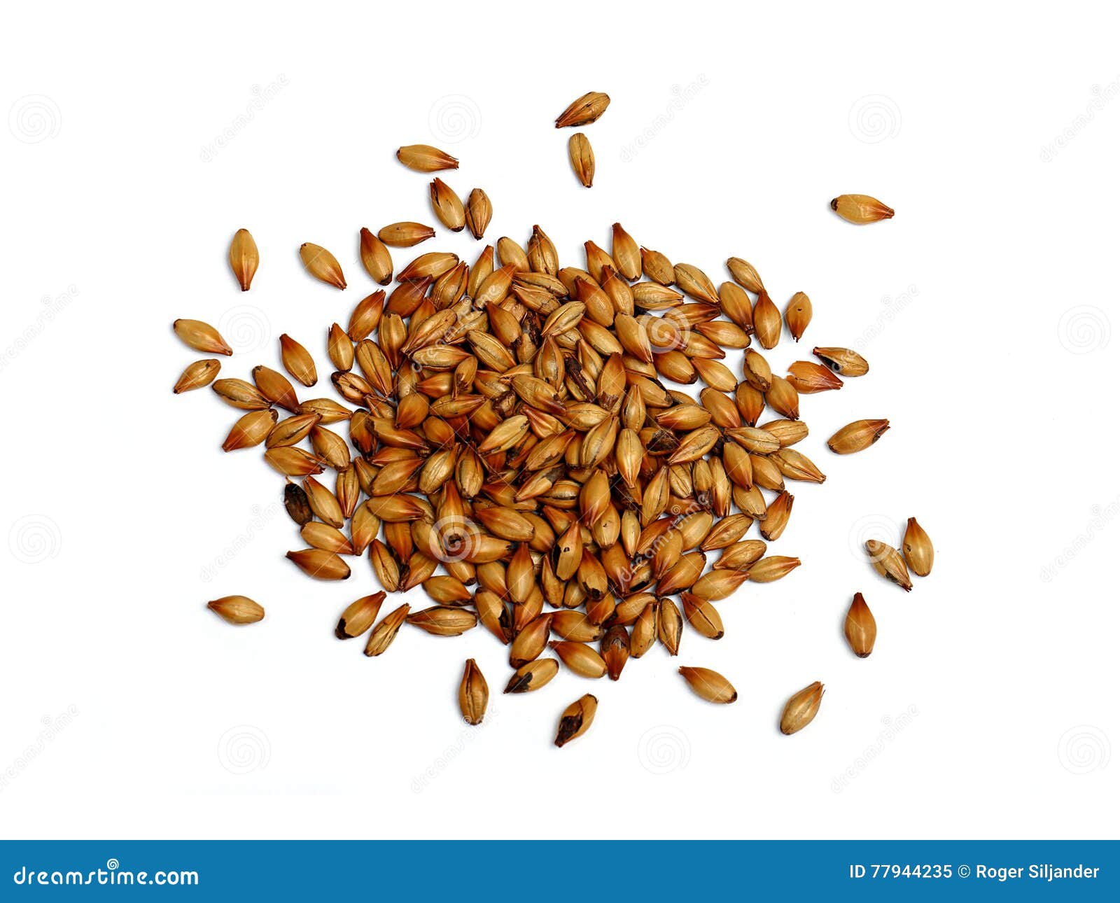 Cebada Malteada Y Asada En El Fondo Blanco Imagen de archivo - Imagen ...