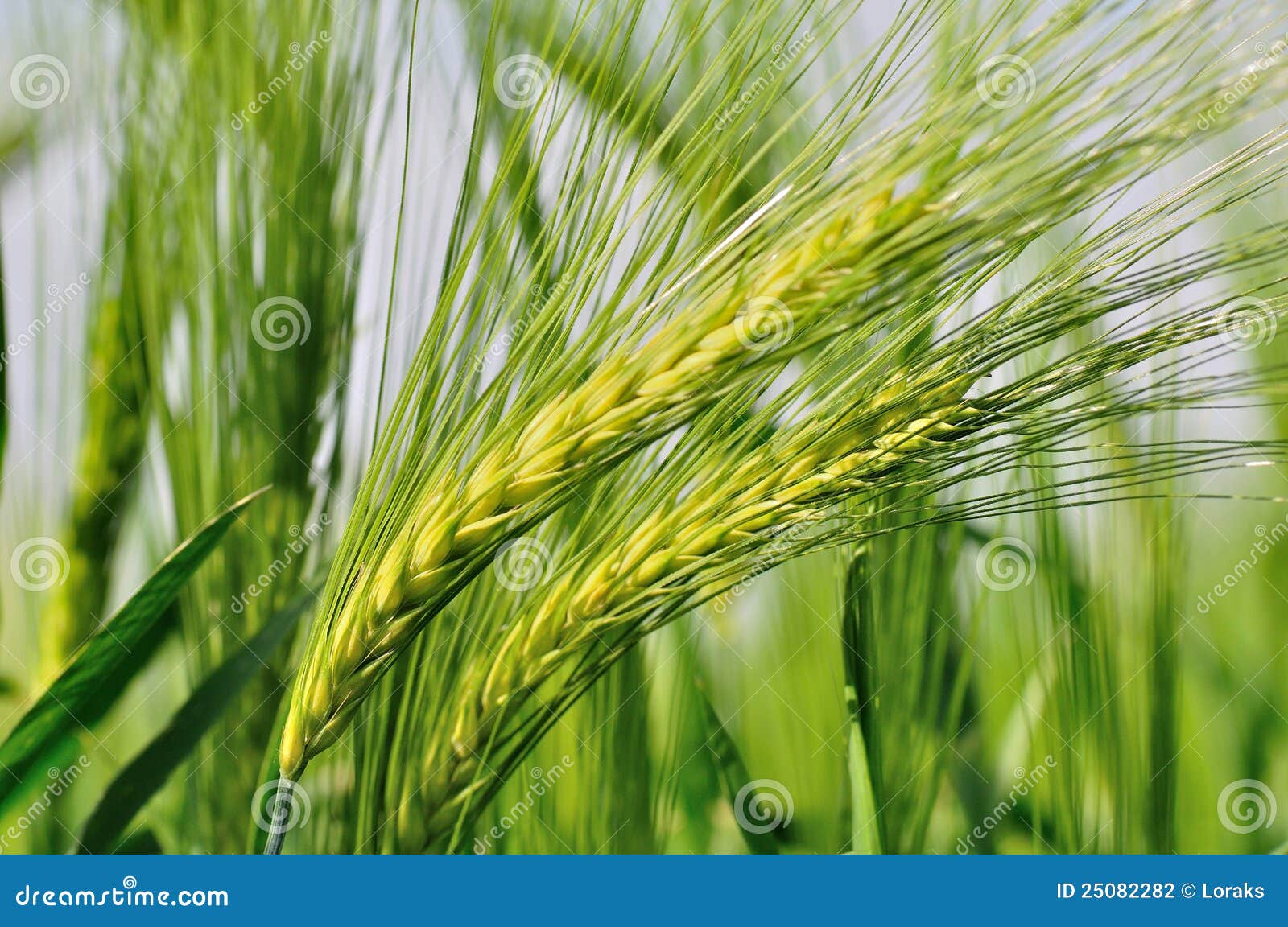 Cebada verde. foto de archivo. Imagen de barleycorn, verde - 25082282