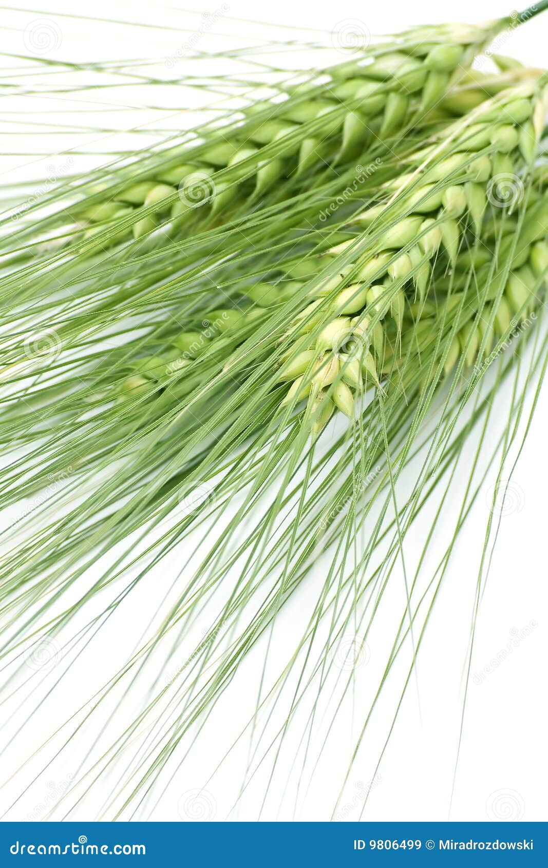 Cebada verde imagen de archivo. Imagen de aislado, cosecha - 9806499