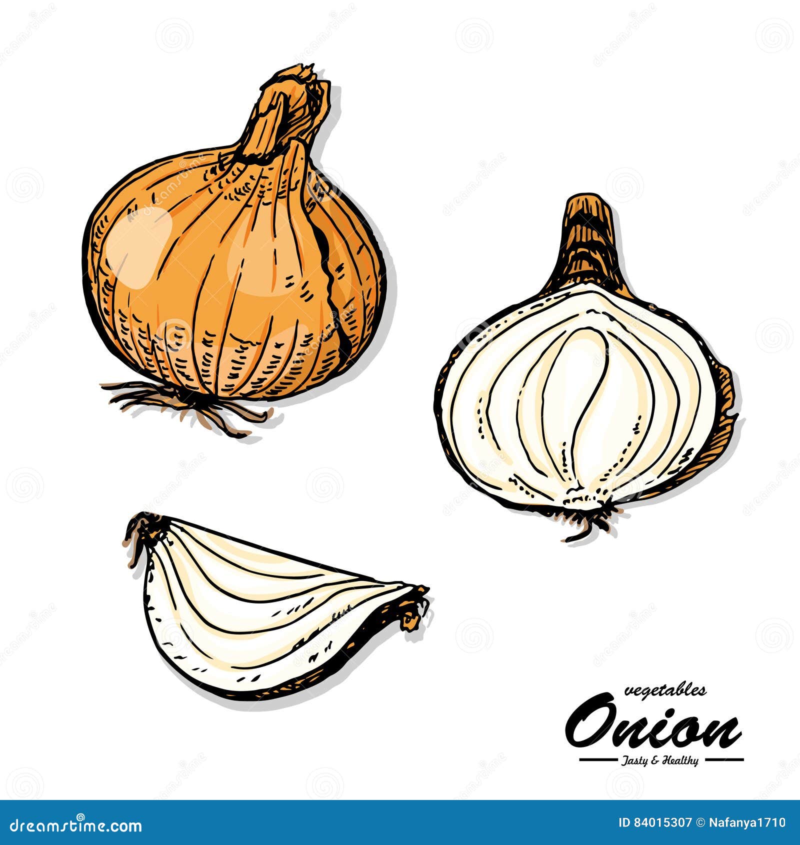 Cebola Colorida No Estilo Do Esboço Ilustração do Vetor - Ilustração de ...