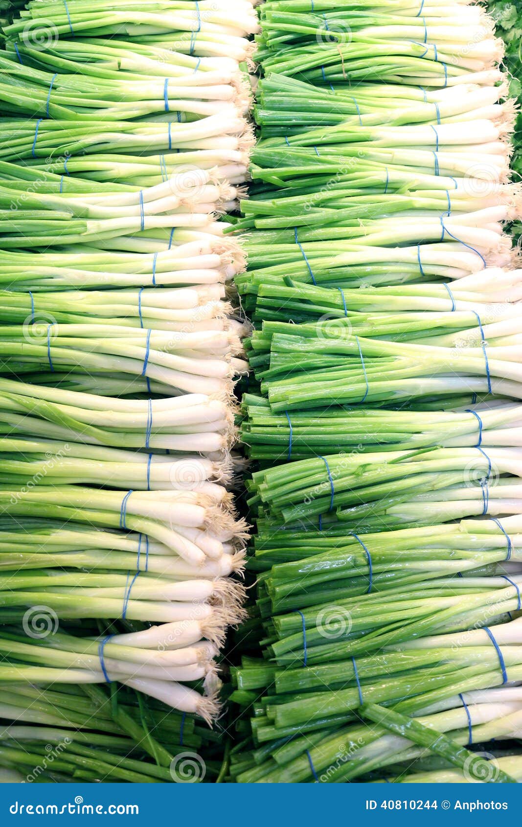 Cebola verde foto de stock. Imagem de verde, salada, cebola - 40810244