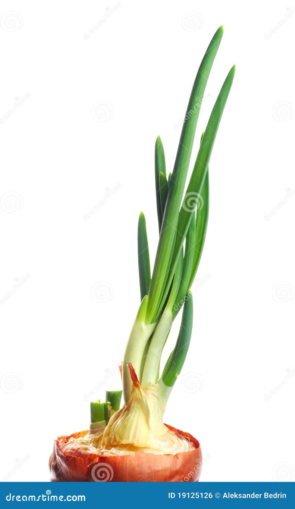 Cebola Verde Da Mola. Planta Vegetal, Isolada Foto de Stock - Imagem de ...