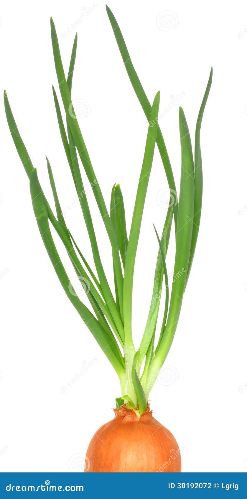 Cebola verde isolada foto de stock. Imagem de alimento - 30192072