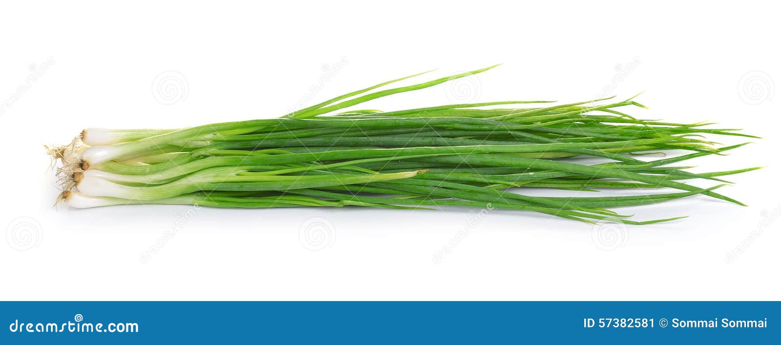 Cebola Verde Isolada No Fundo Branco Imagem de Stock - Imagem de fundo ...