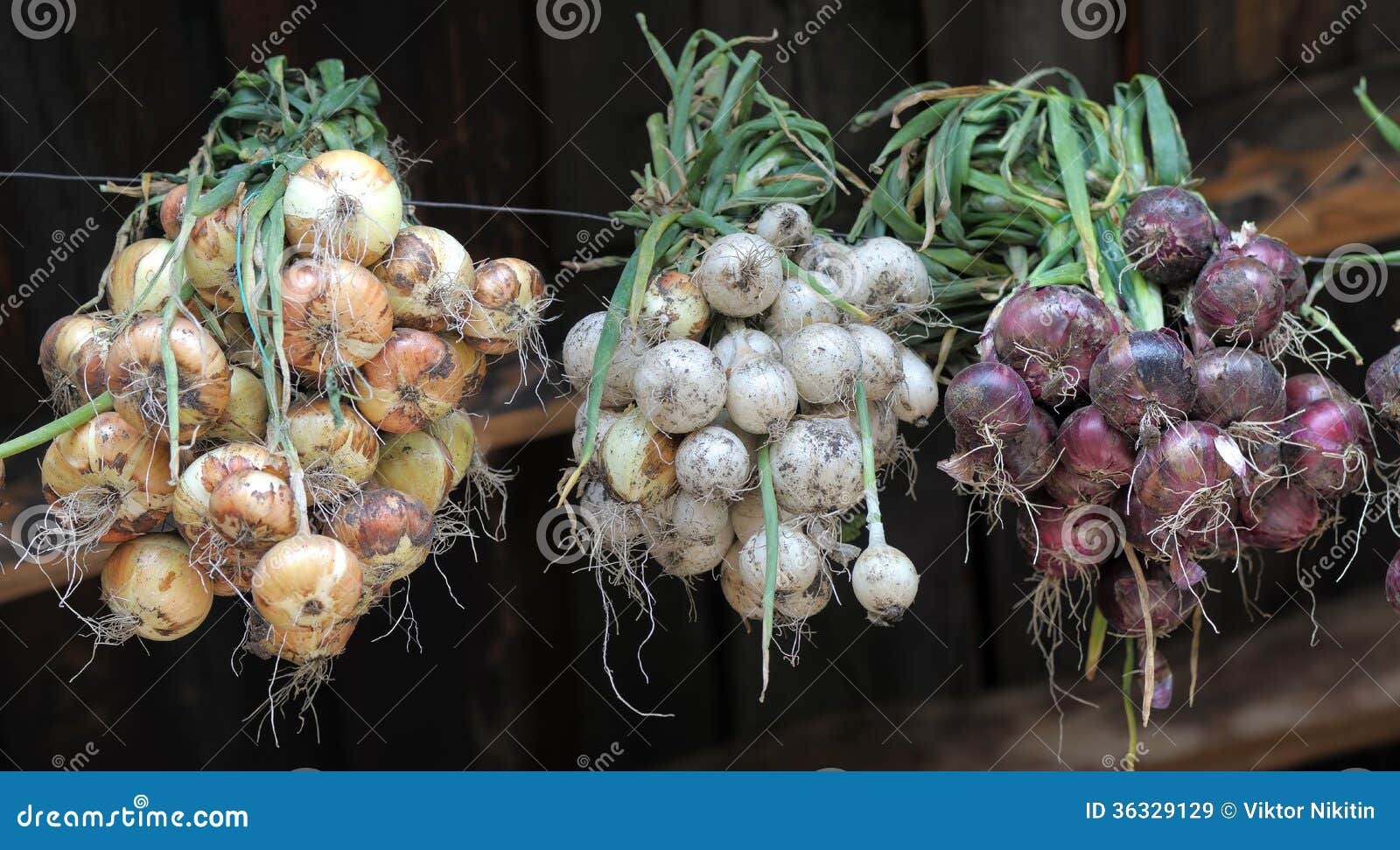 Cebolas De Cores Diferentes Imagem de Stock - Imagem de cebolas, colher ...