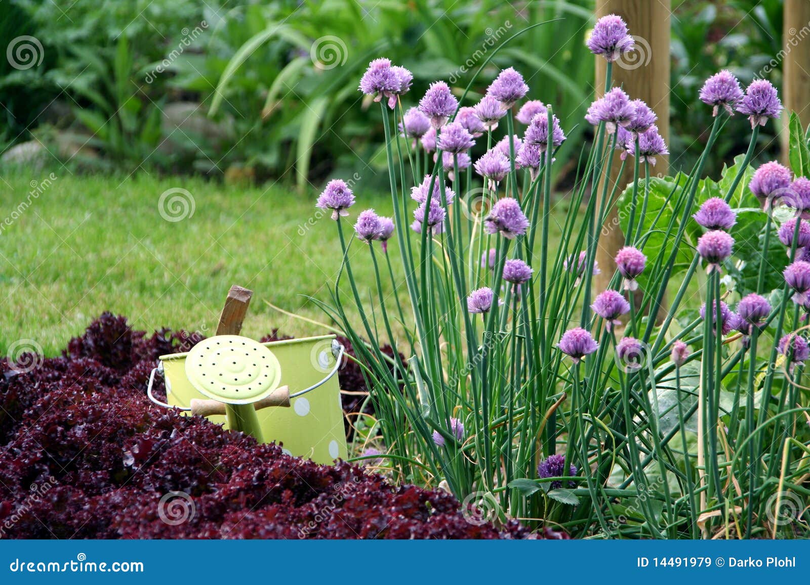 Cebolinho e jardinagem imagem de stock. Imagem de especiarias - 14491979