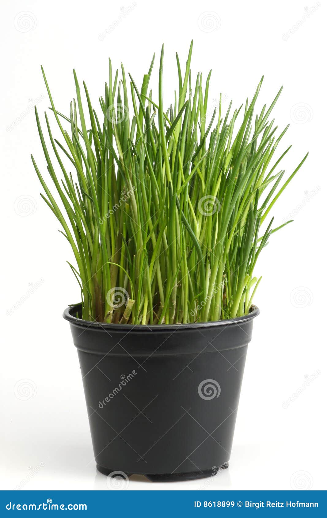 Cebolinho fresco imagem de stock. Imagem de frescor, branco - 8618899