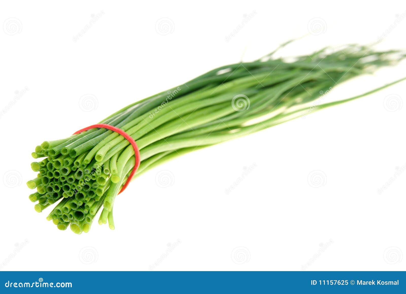 Cebolinho verde fresco imagem de stock. Imagem de penas - 11157625