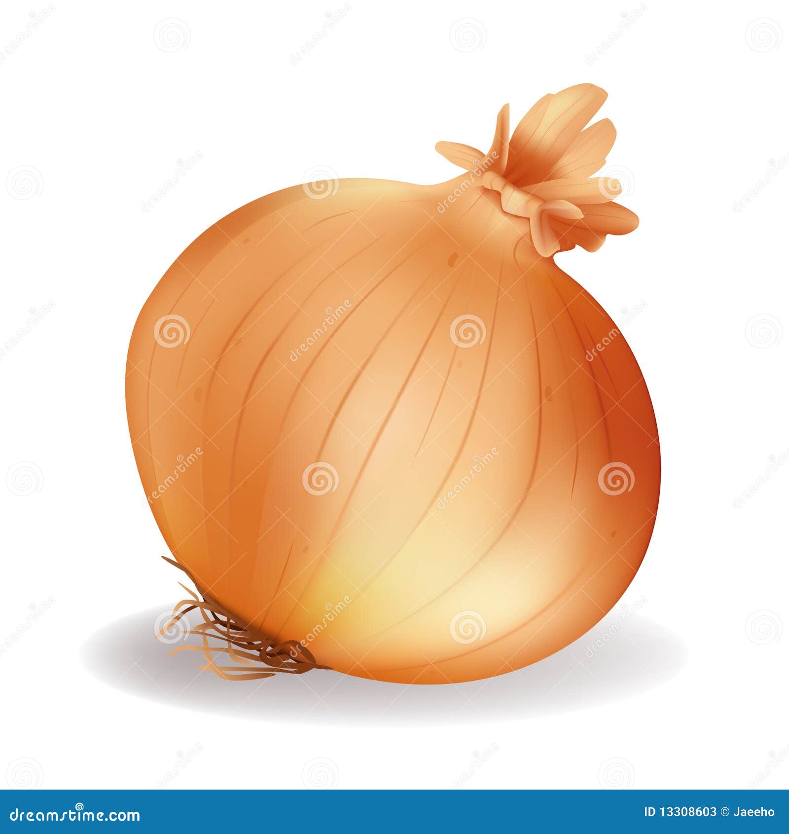 Cebolla ilustración del vector. Ilustración de cebolla - 13308603