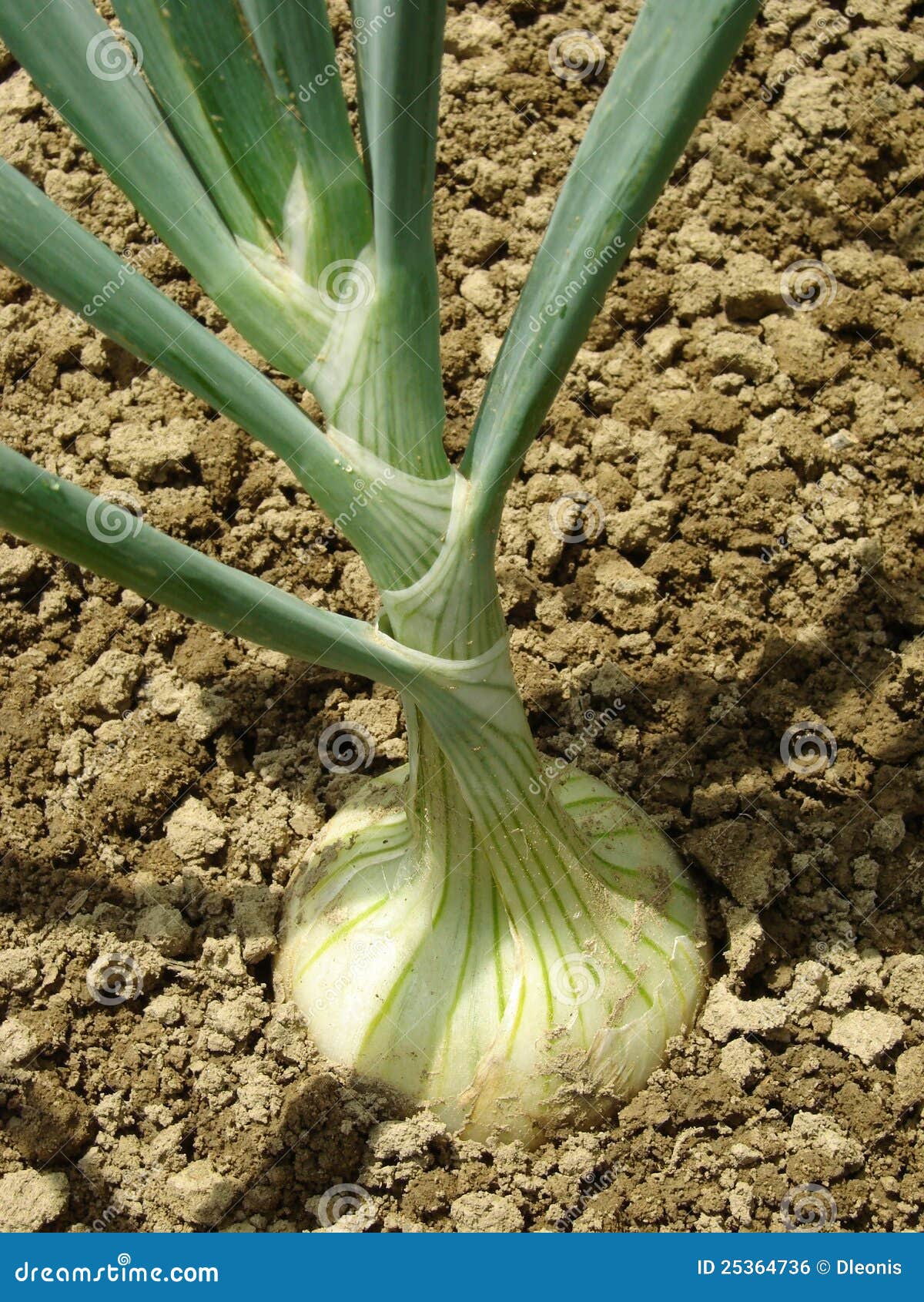 Cebolla Blanca Imagen de archivo libre de regalías - Imagen: 25364736