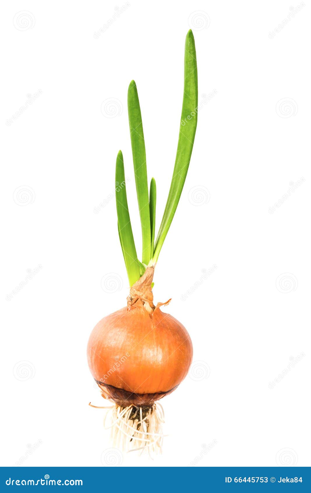 Cebolla Brotada Verde Grande Con La Raíz Imagen de archivo - Imagen de ...