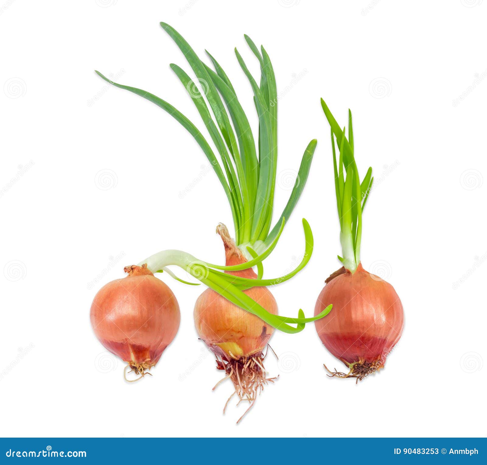 Cebolla De Tres Bulbos Que Comienza a Brotar El Primer Imagen de ...