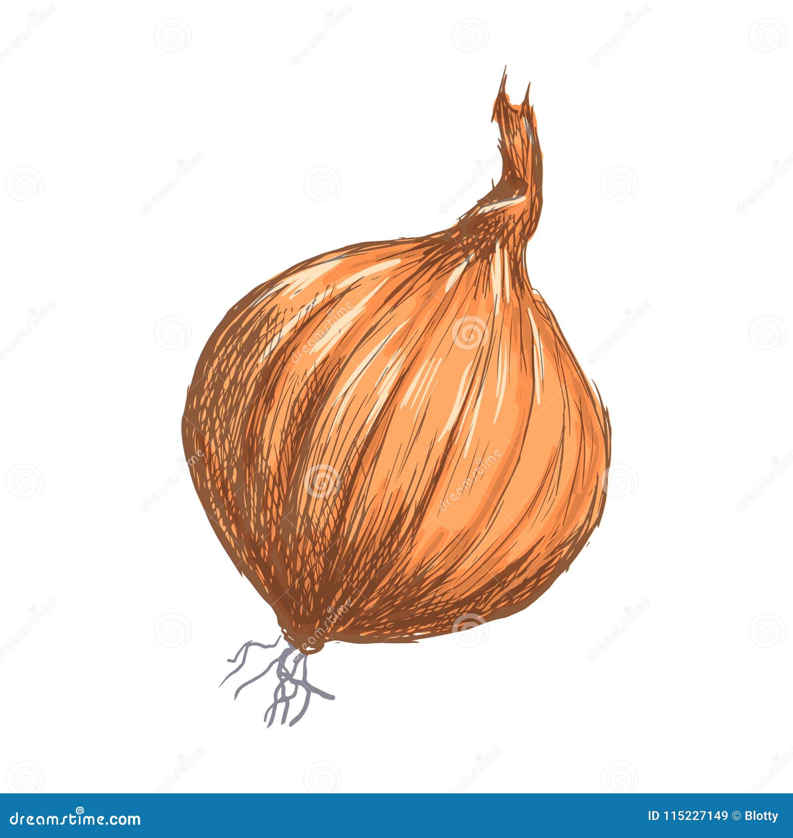 Cebolla Dibujada Mano Sobre El Fondo Blanco Ilustración del Vector ...