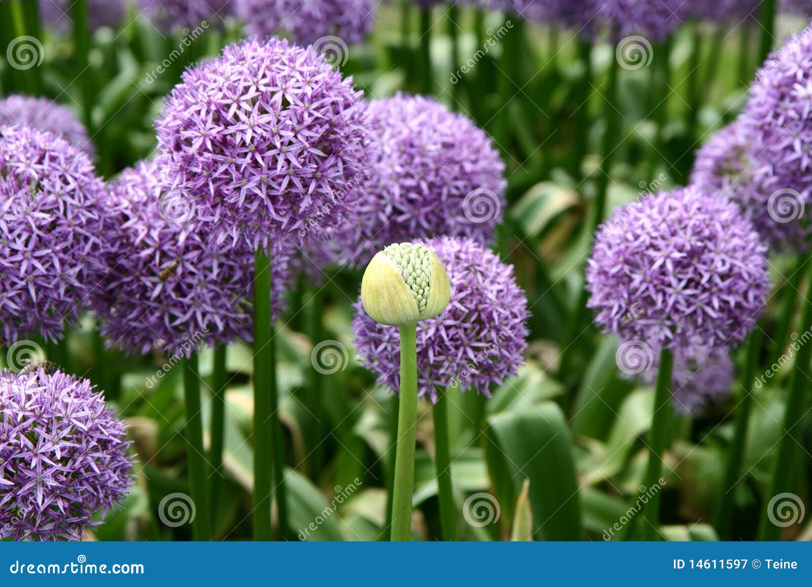 Cebolla gigante imagen de archivo. Imagen de hierba, parque - 14611597