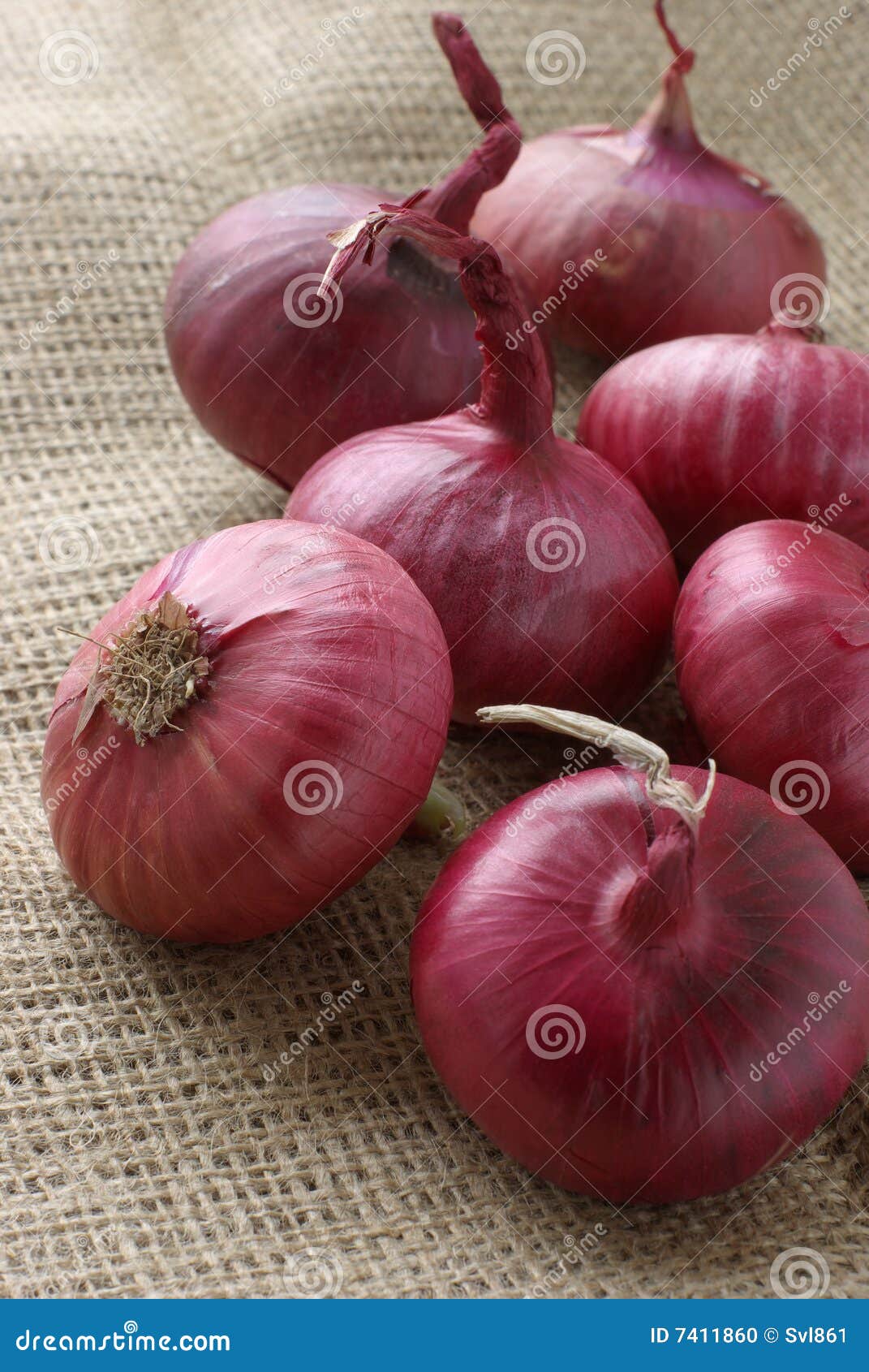 Cebolla grande foto de archivo. Imagen de color, rojo - 7411860