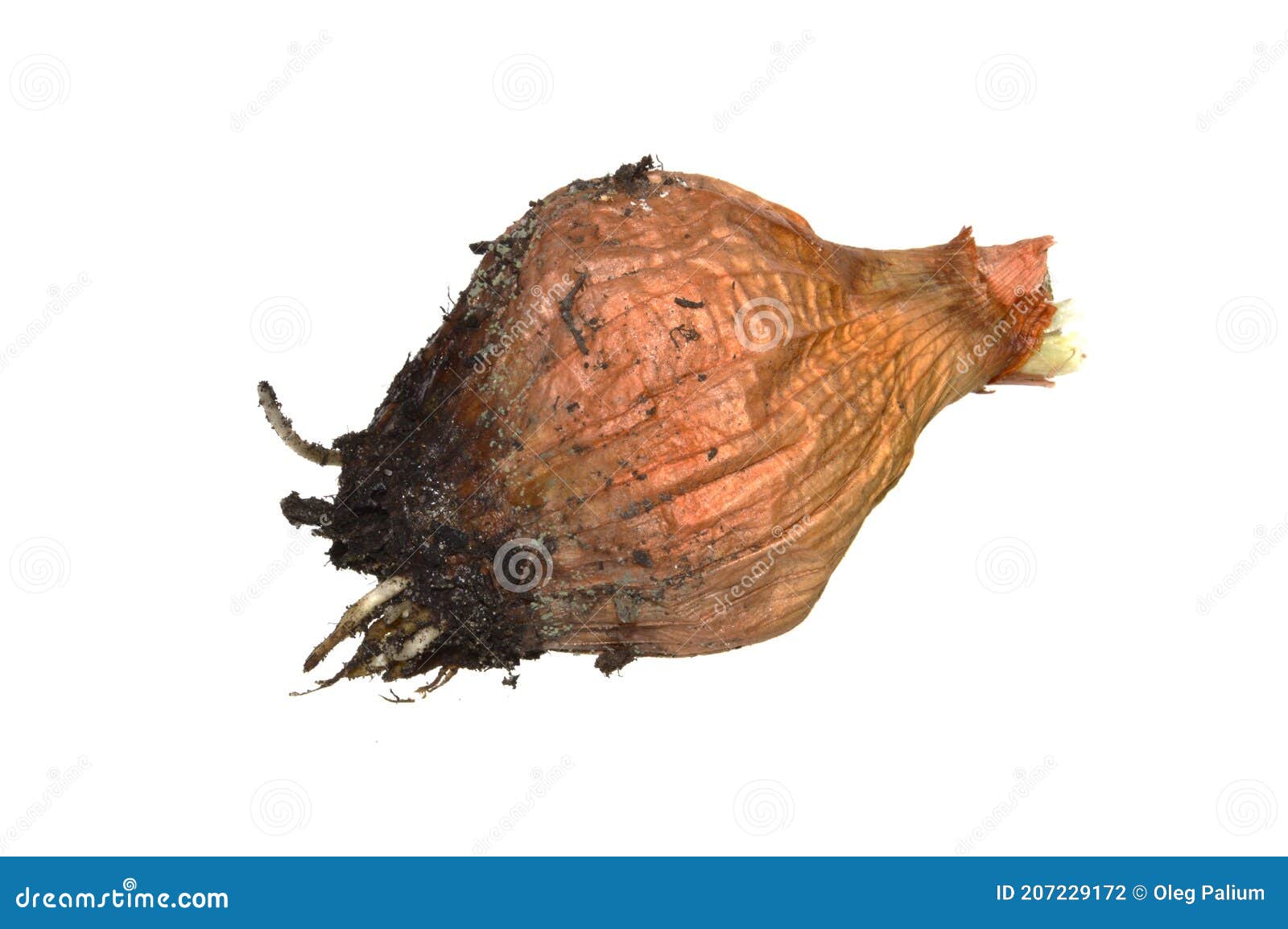 Cebolla Podrida Aislada En Fondo Blanco Foto de archivo - Imagen de ...