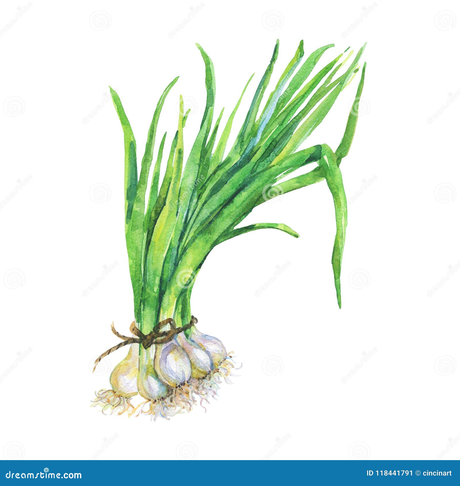 Cebolla Verde De La Acuarela Stock de ilustración - Ilustración de mano ...