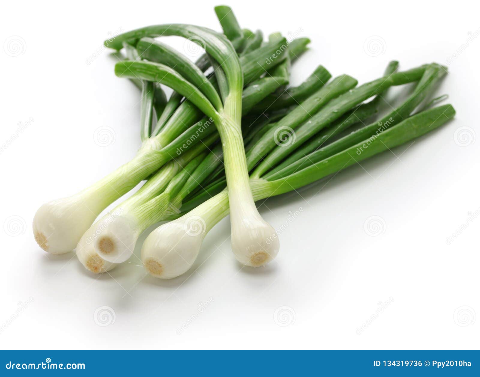 Cebolla Verde, Cebolla De La Primavera Foto de archivo - Imagen de ...