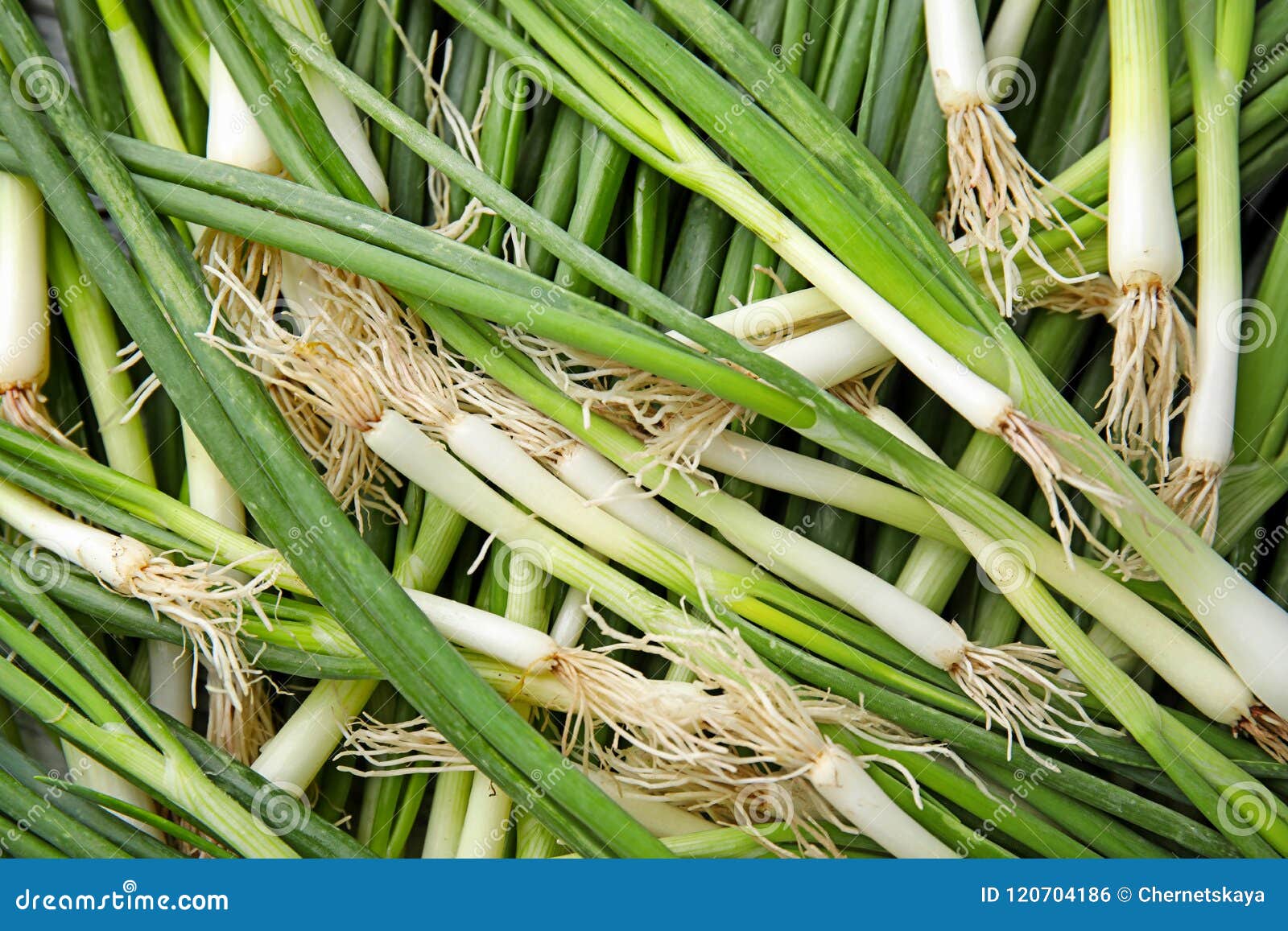 Cebolla verde fresca foto de archivo. Imagen de dieta - 120704186