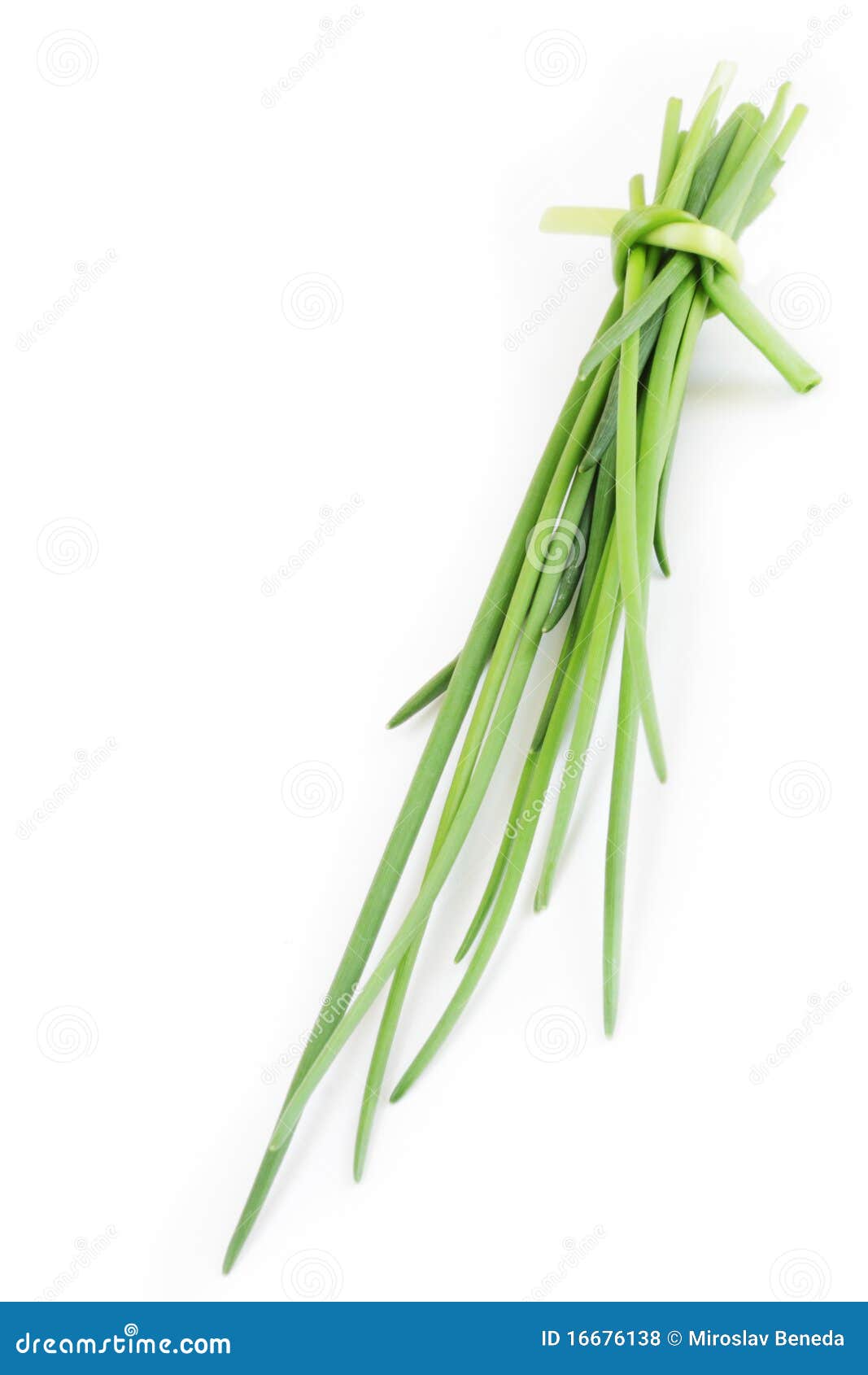 Cebolleta foto de archivo. Imagen de cilantro, aislado - 16676138