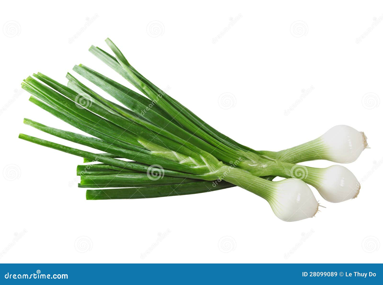 Cebollitas Onion Royalty Free Stock Images - Image: 28099089