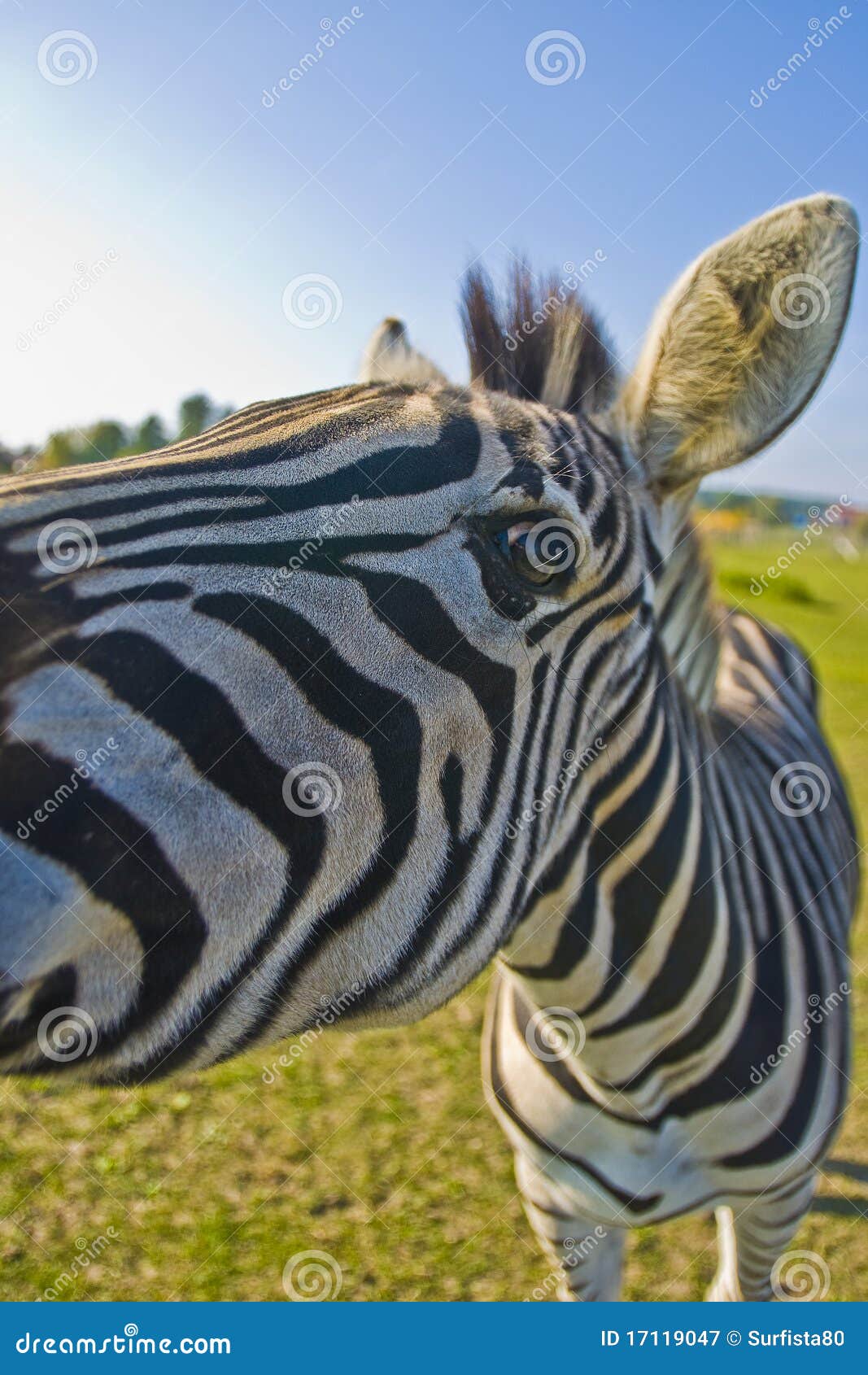 Cebra imagen de archivo. Imagen de azul, negro, rayas - 17119047