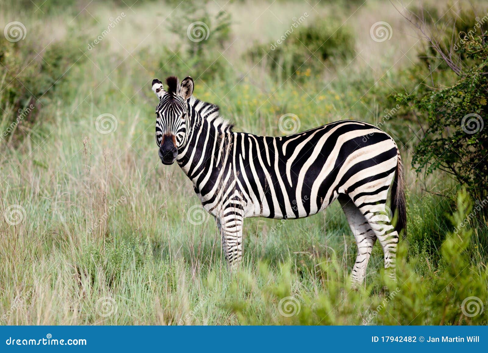 Cebra foto de archivo. Imagen de animal, soportes, campo - 17942482