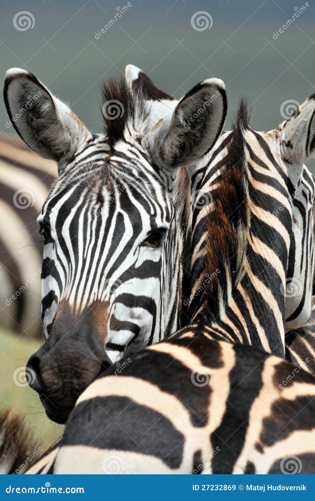 Cebra imagen de archivo. Imagen de negro, nativo, animal - 27232869