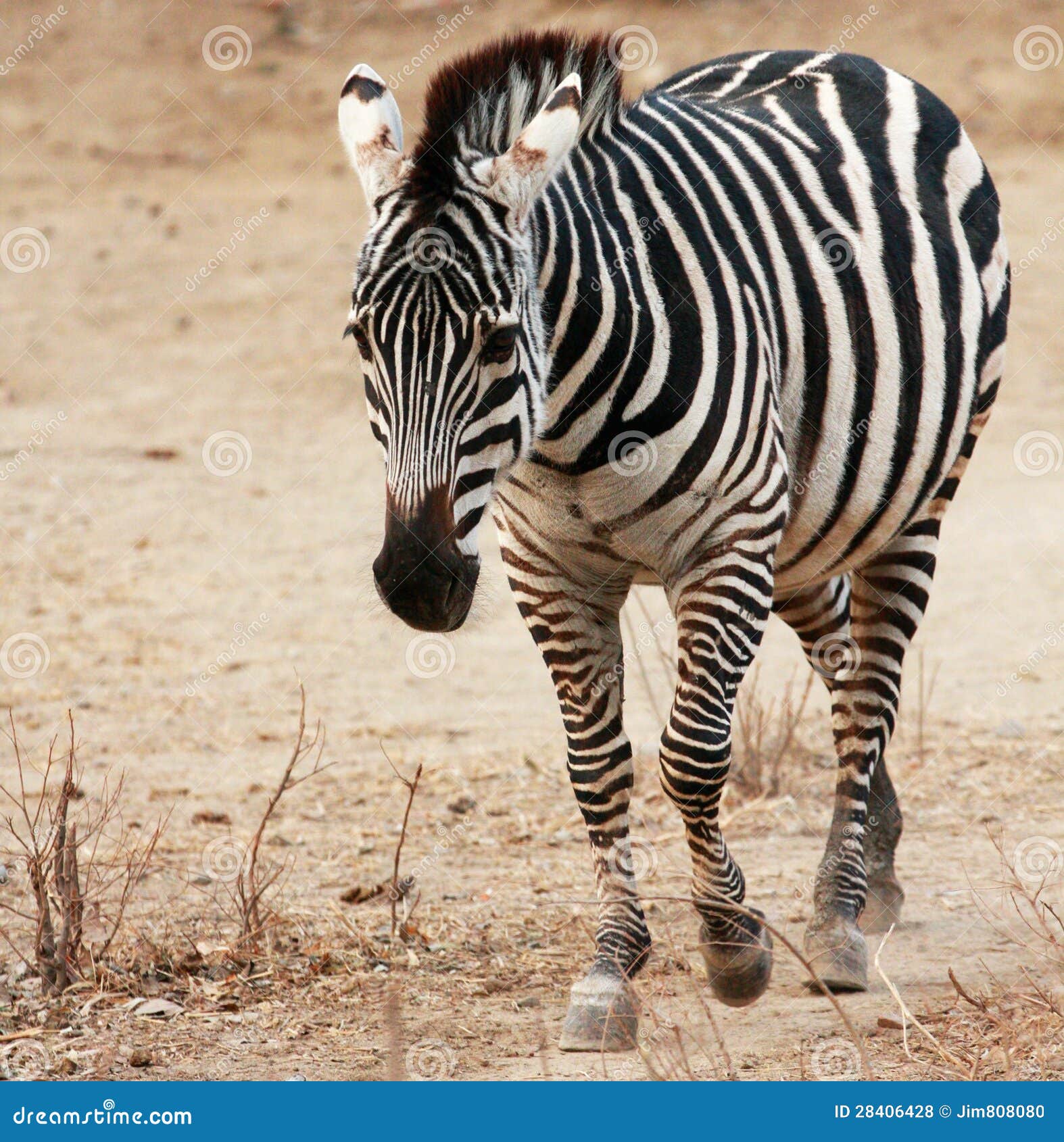 Cebra foto de archivo. Imagen de reserva, cielo, llano - 28406428