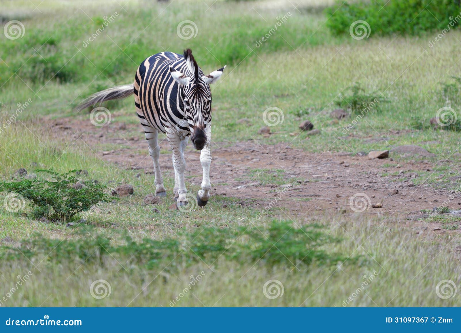 Cebra imagen de archivo. Imagen de cubo, negro, cebra - 31097367