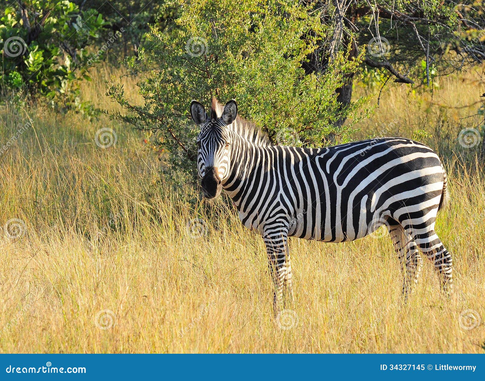 Cebra imagen de archivo. Imagen de verano, safari, blanco - 34327145