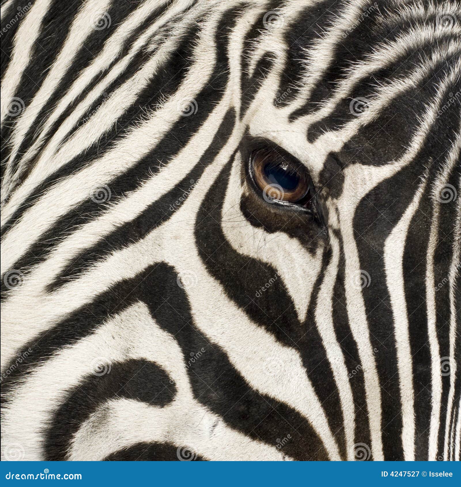 Cebra imagen de archivo. Imagen de animal, fondo, salvaje - 4247527