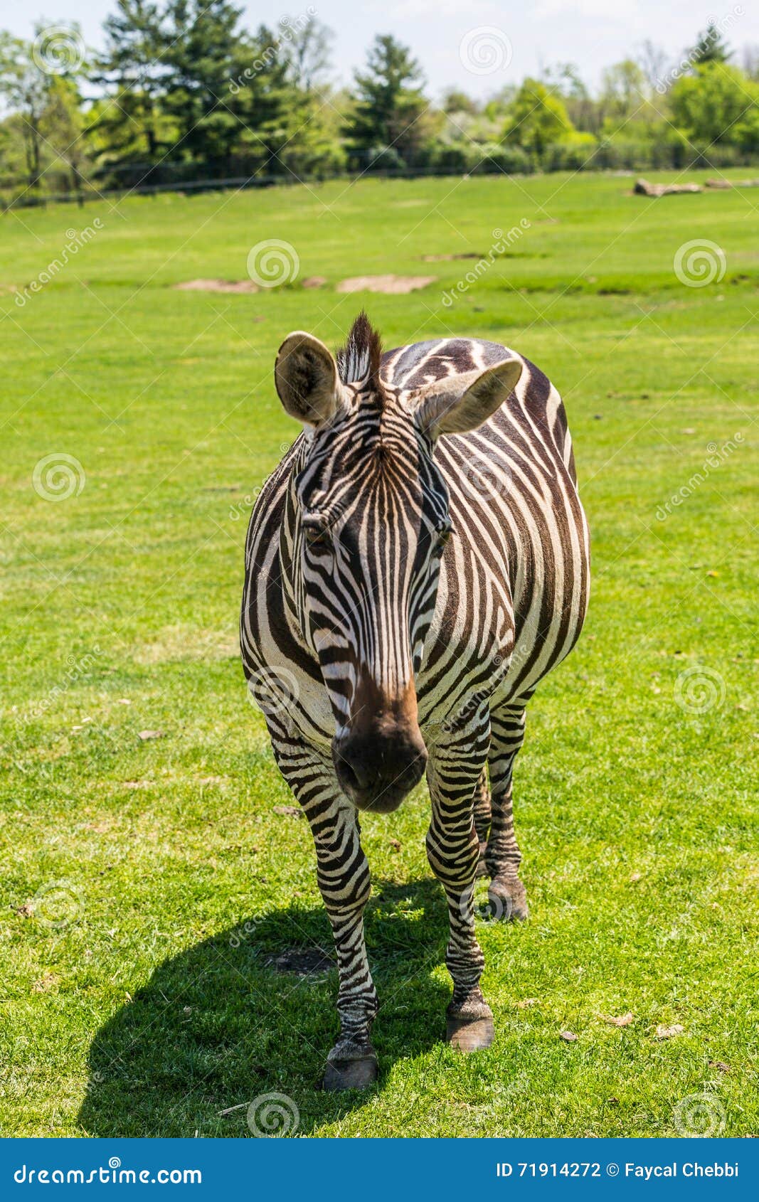 Cebra foto de archivo. Imagen de africano, fauna, animales - 71914272