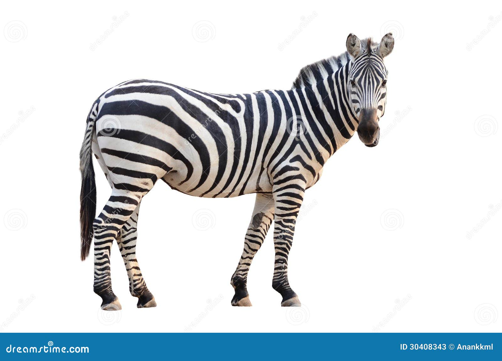 Cebra aislada imagen de archivo. Imagen de mirando, herbivoro - 30408343