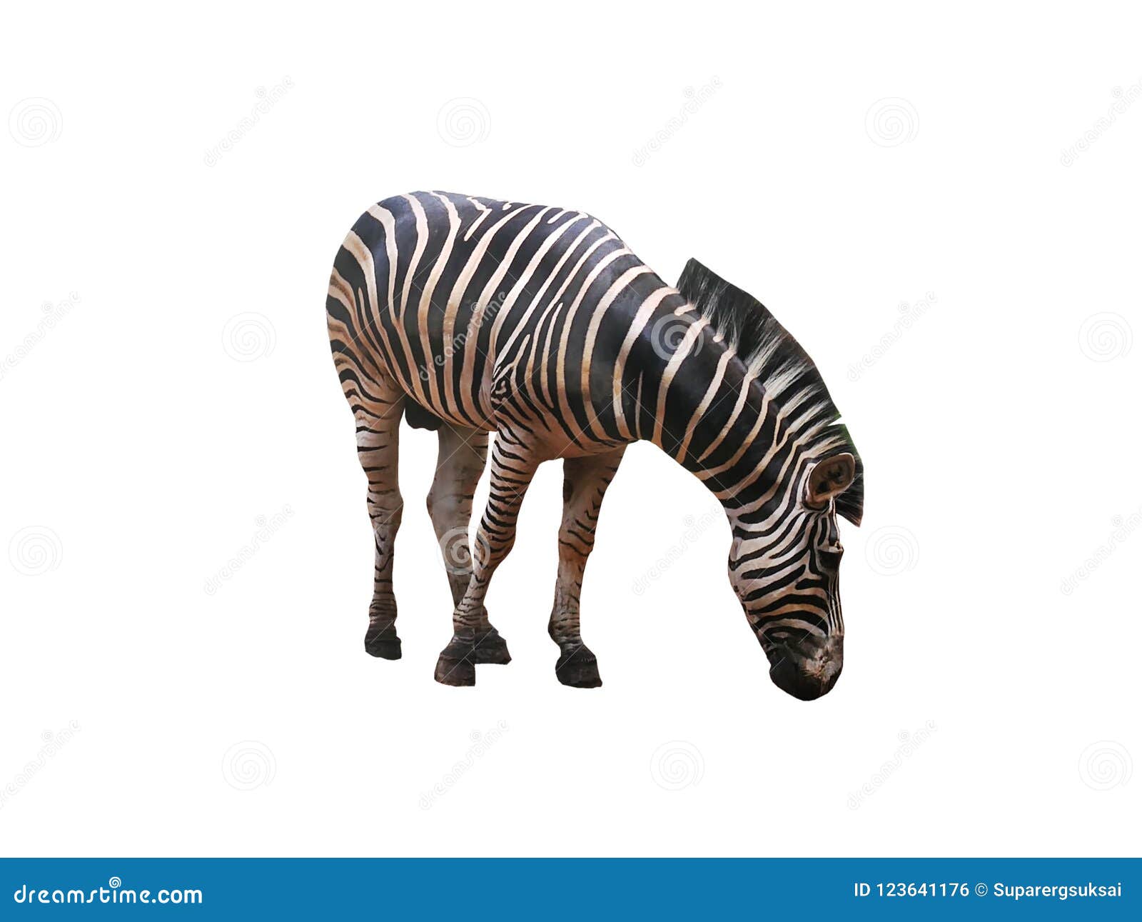 Cebra Aislada En El Fondo Blanco Foto de archivo - Imagen de retrato ...