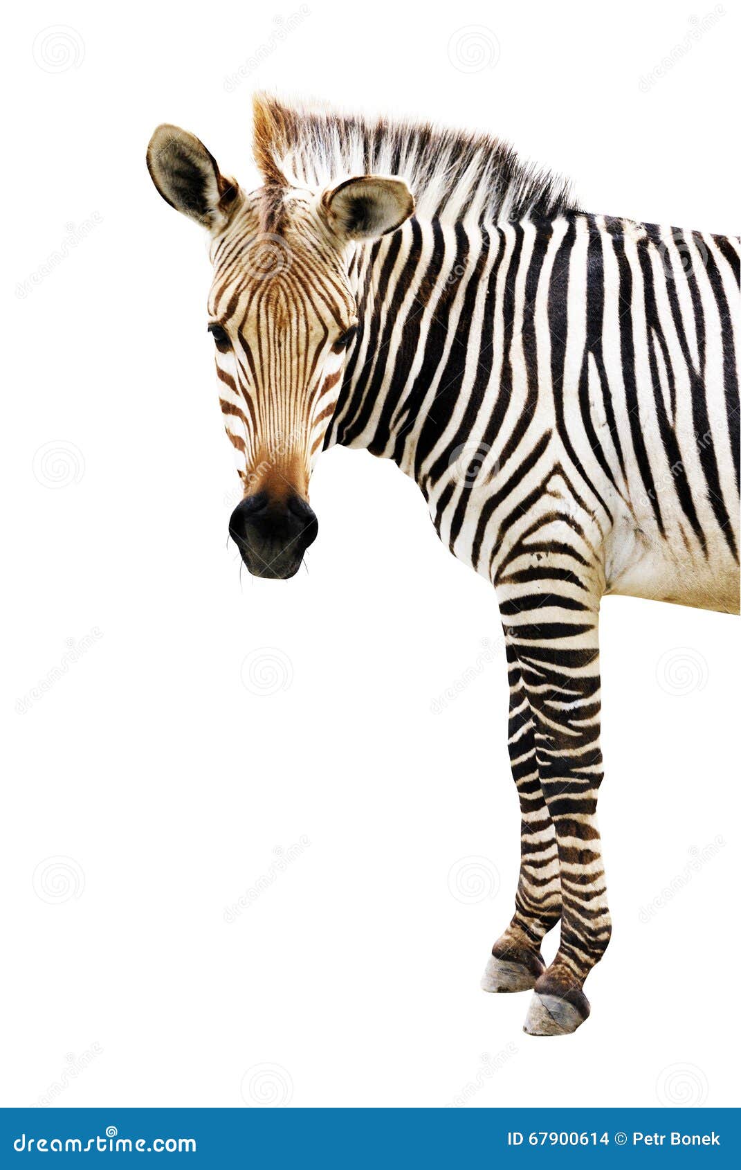 Cebra Aislada En El Fondo Blanco Foto de archivo - Imagen de safari ...