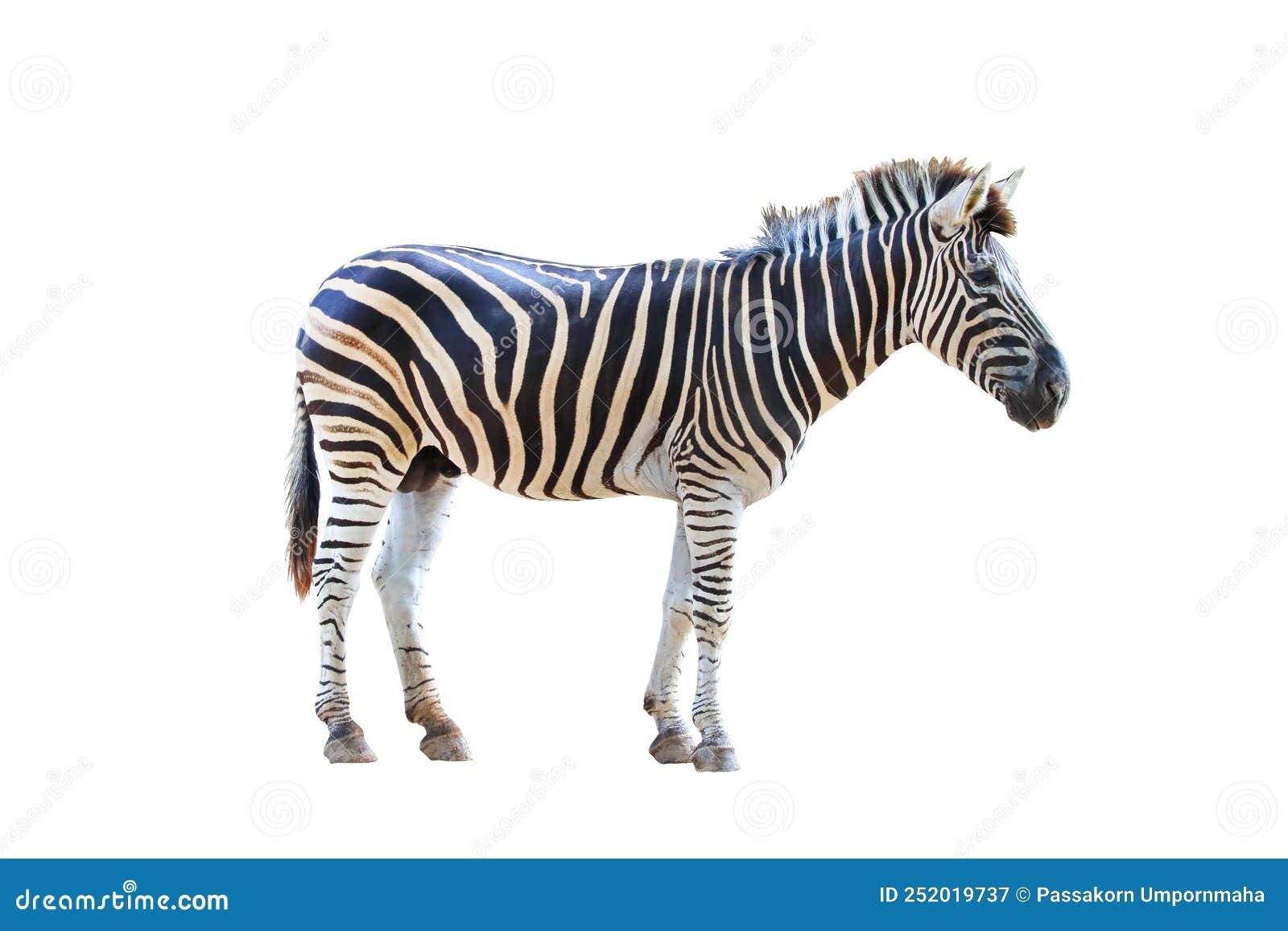 Cebra Aislada En Fondo Blanco. Imagen de archivo - Imagen de pelo ...