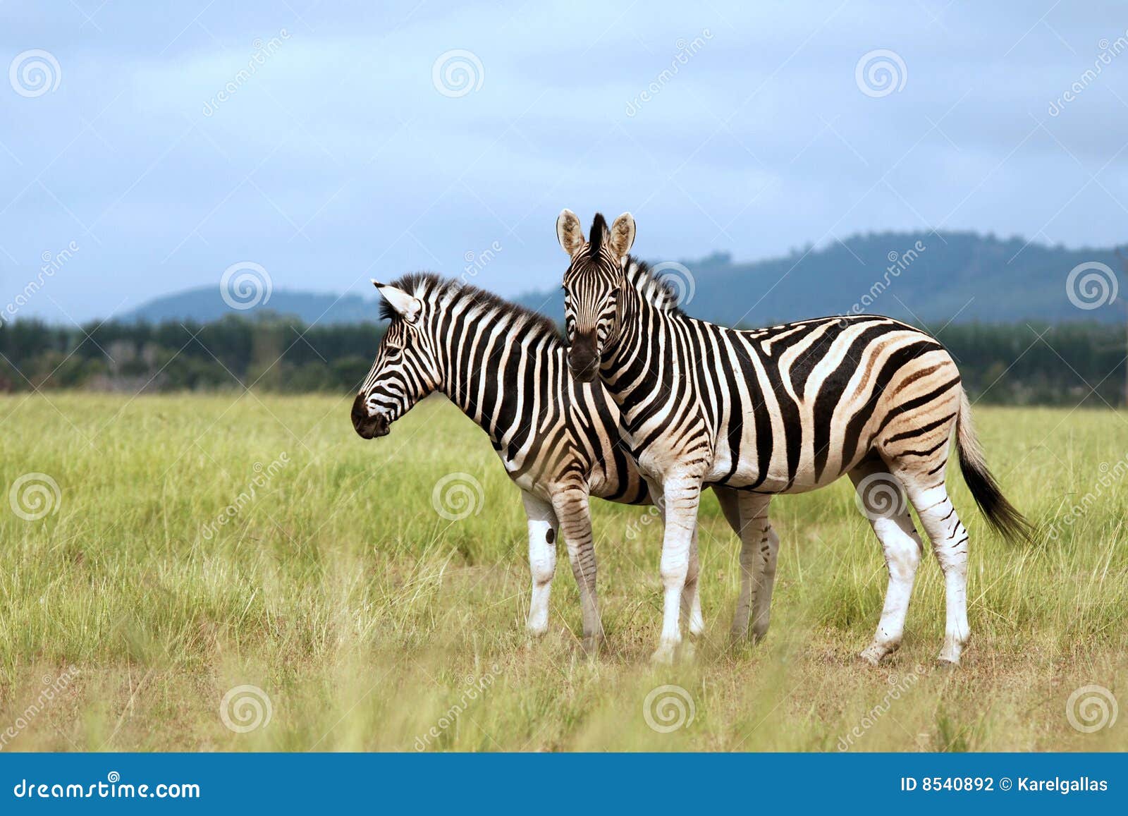Cebra De Burchell En Sabana Foto de archivo - Imagen de peligroso ...