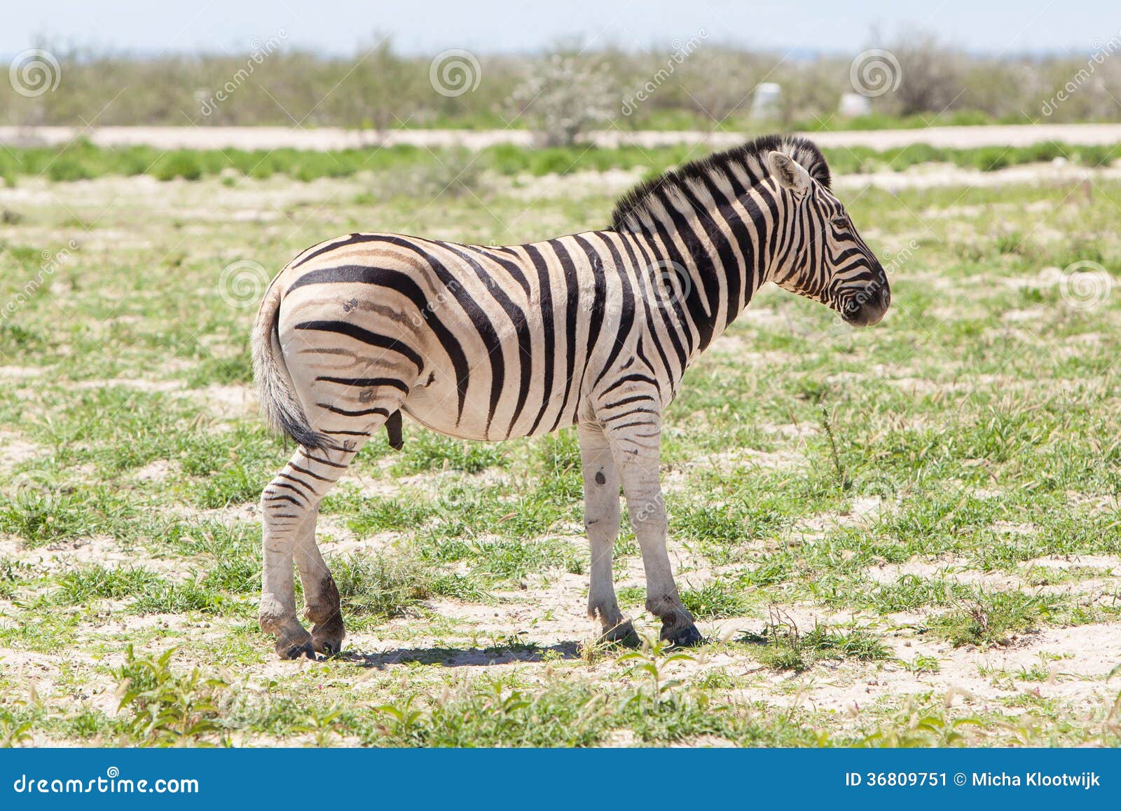 Cebra De Burchells (Equus Burchelli) Imagen de archivo - Imagen de ...
