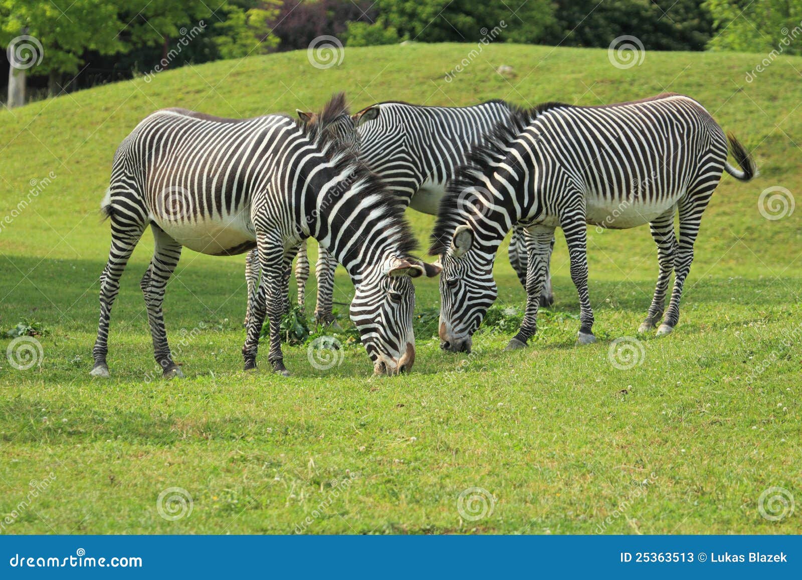 Cebra de Grevy imagen de archivo. Imagen de pastoreo - 25363513