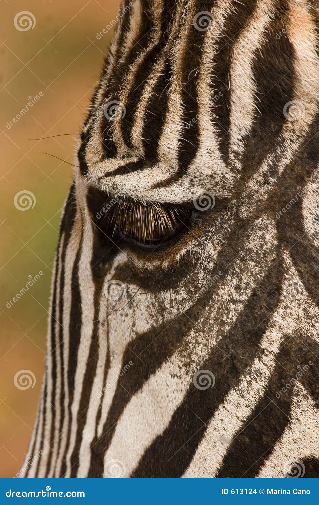 Cebra de Grevy foto de archivo. Imagen de salvaje, extinto - 613124